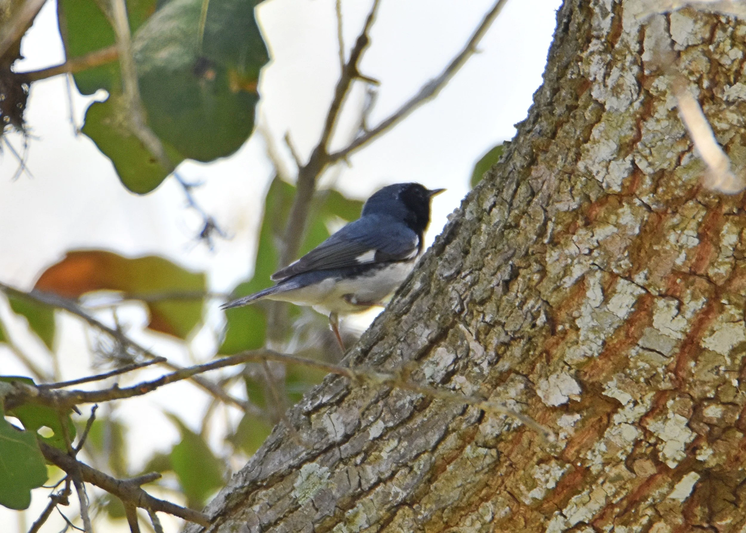 Harrison-Long Point — The James B. Harrison Foundation