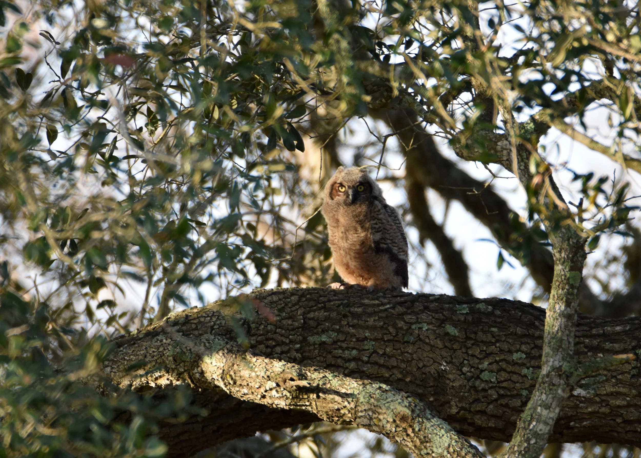 The James B. Harrison Foundation