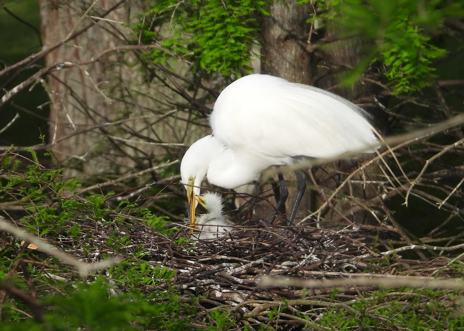 The James B. Harrison Foundation