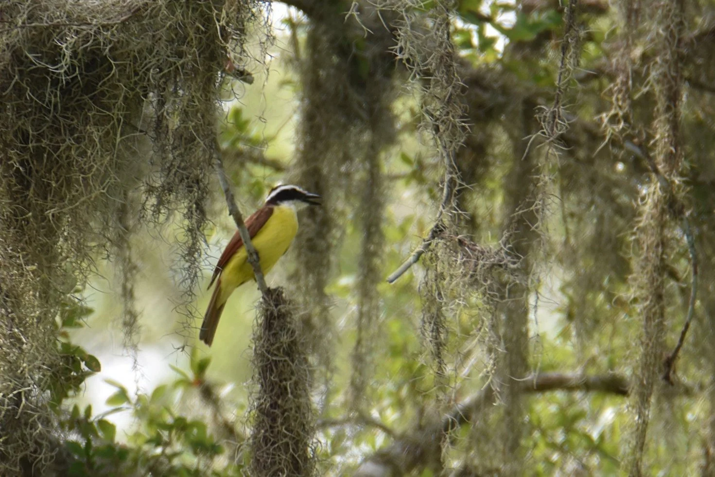 Harrison-Long Point — The James B. Harrison Foundation