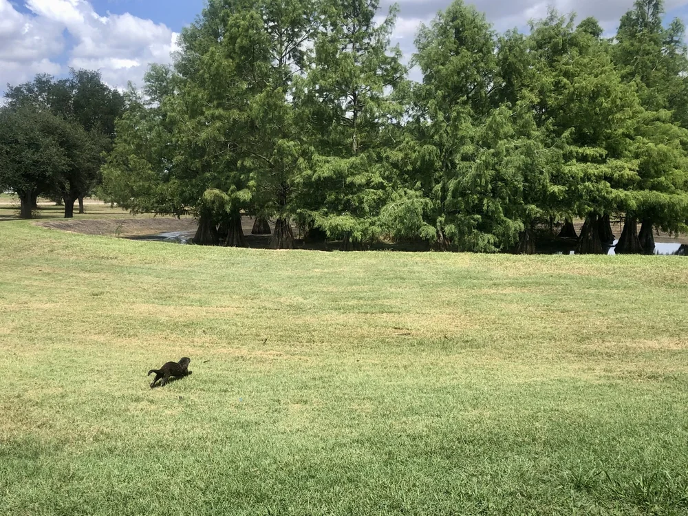 The James B. Harrison Foundation