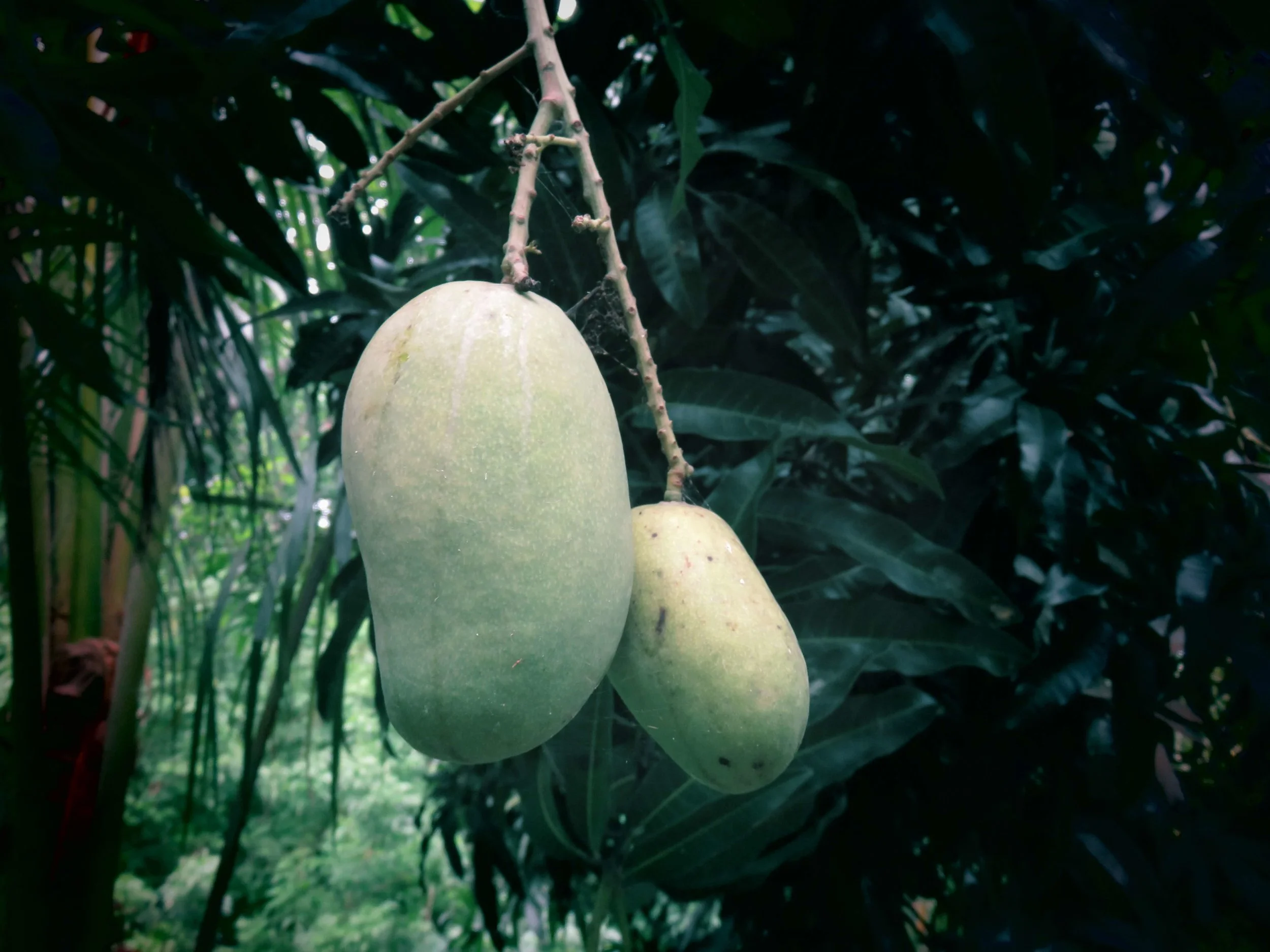 Selvista Guesthouse Mango House Luxury Treehouse for 4 — Selvista