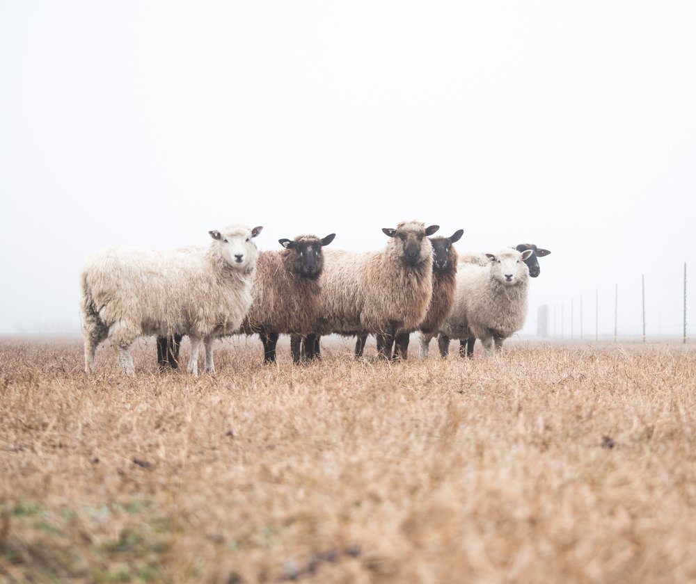 Wool 101: Understanding the basics — M See Creative