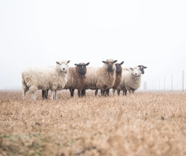 Wool 101: Understanding the basics — M See Creative