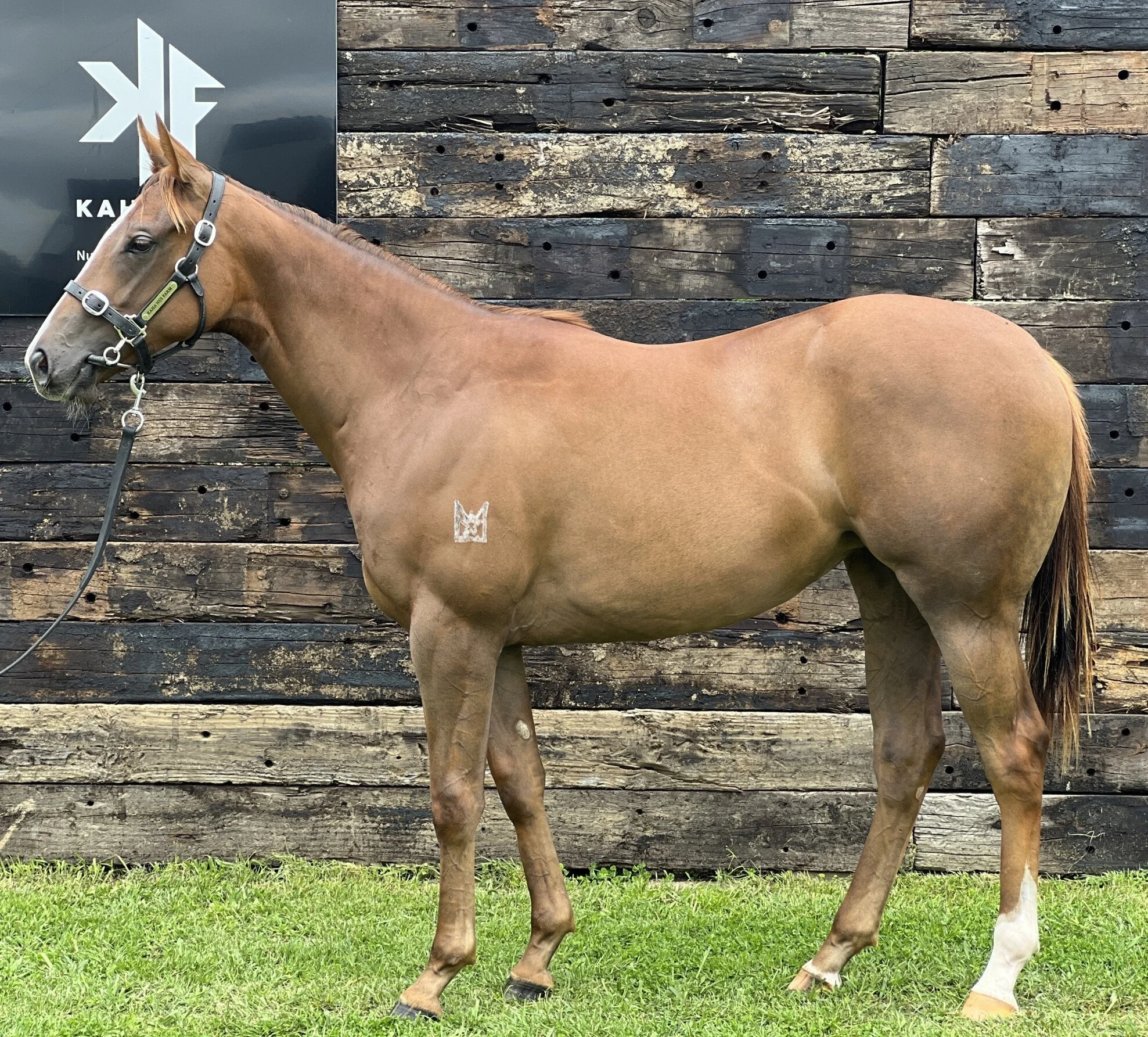 Purchases — Marsh Racing