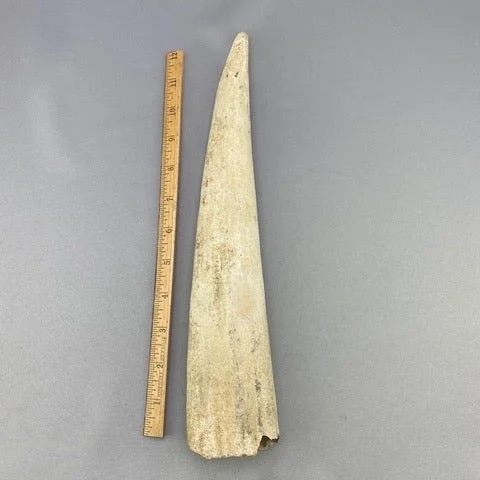 Different types of ivory and how to identify them — Capita Mortua Arts