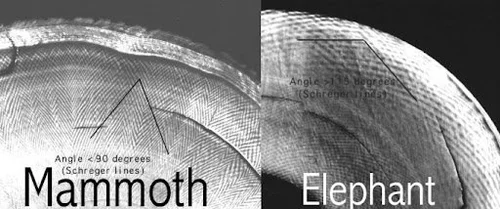 Different types of ivory and how to identify them — Capita Mortua Arts