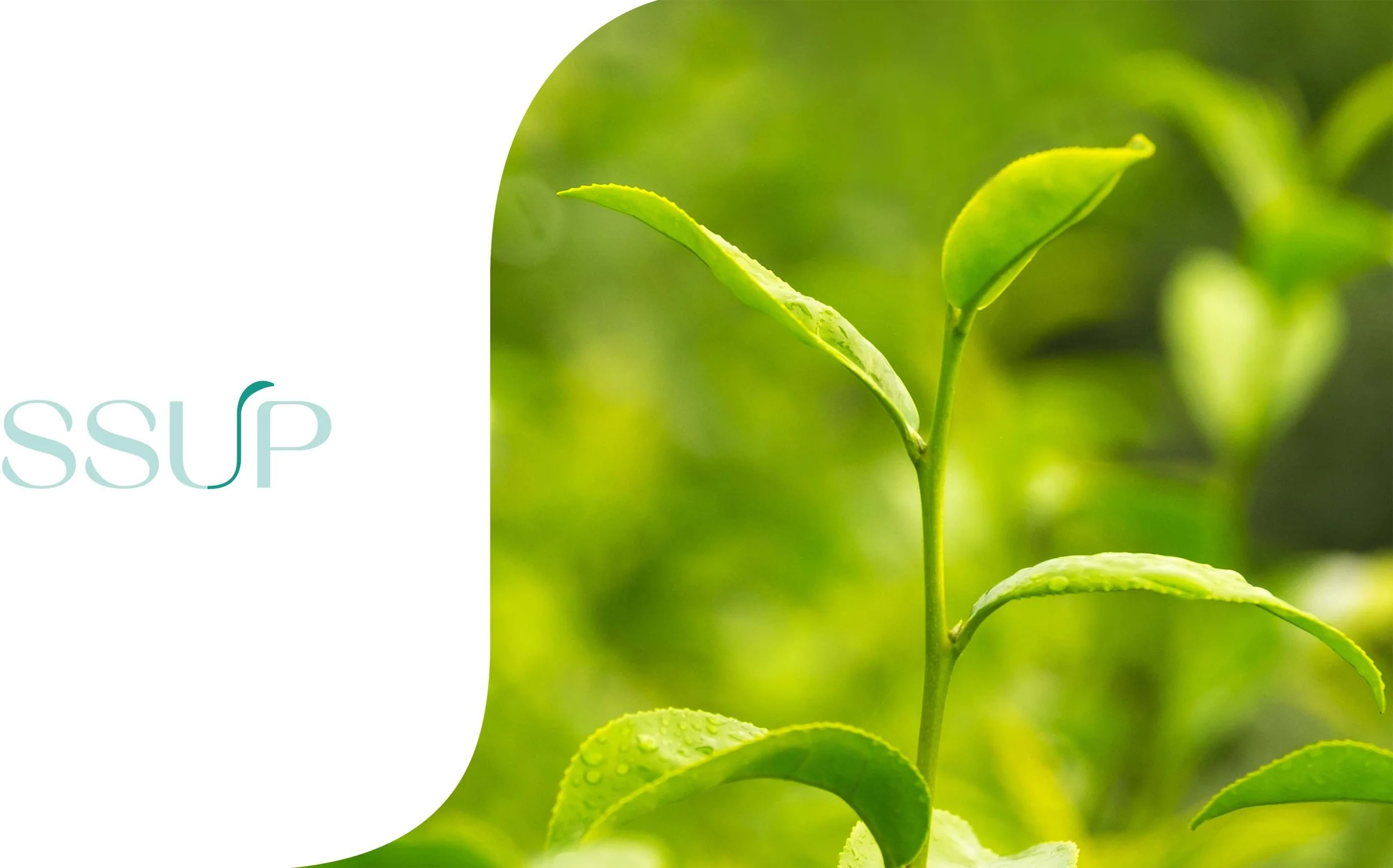 SSUP — Peeraya Taechajinda