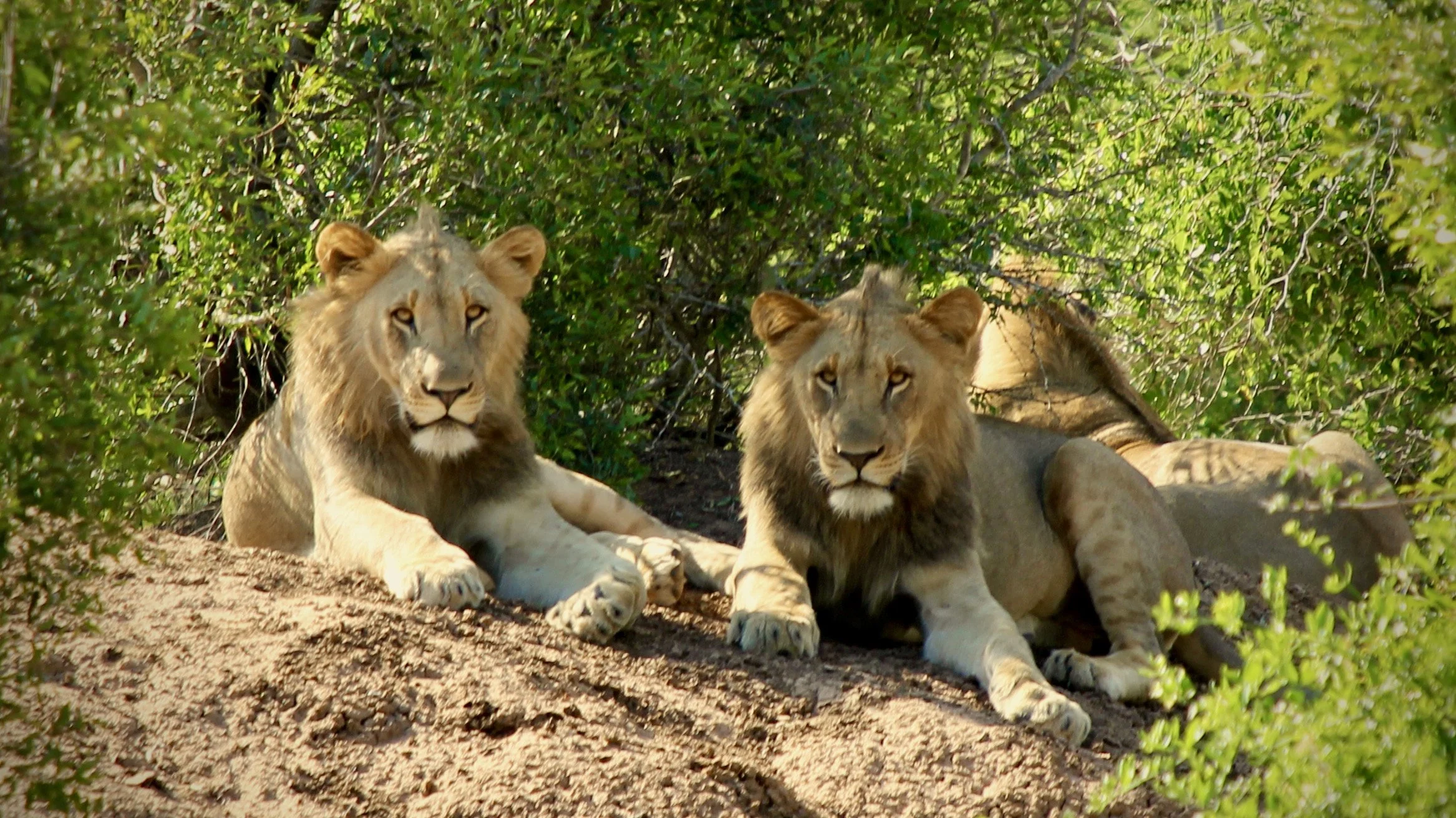 Open to the Magic — Lisa Dunford Dickman