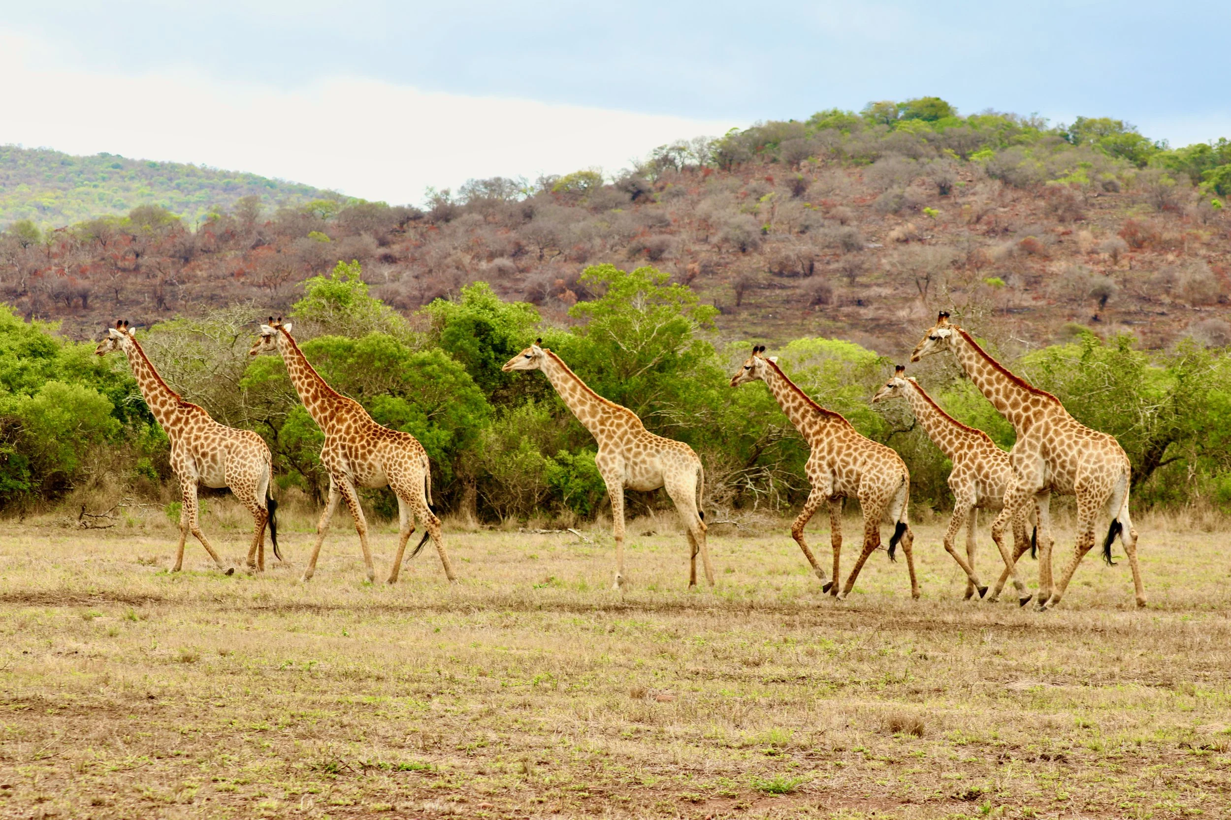 Safari Stories — Lisa Dunford Dickman