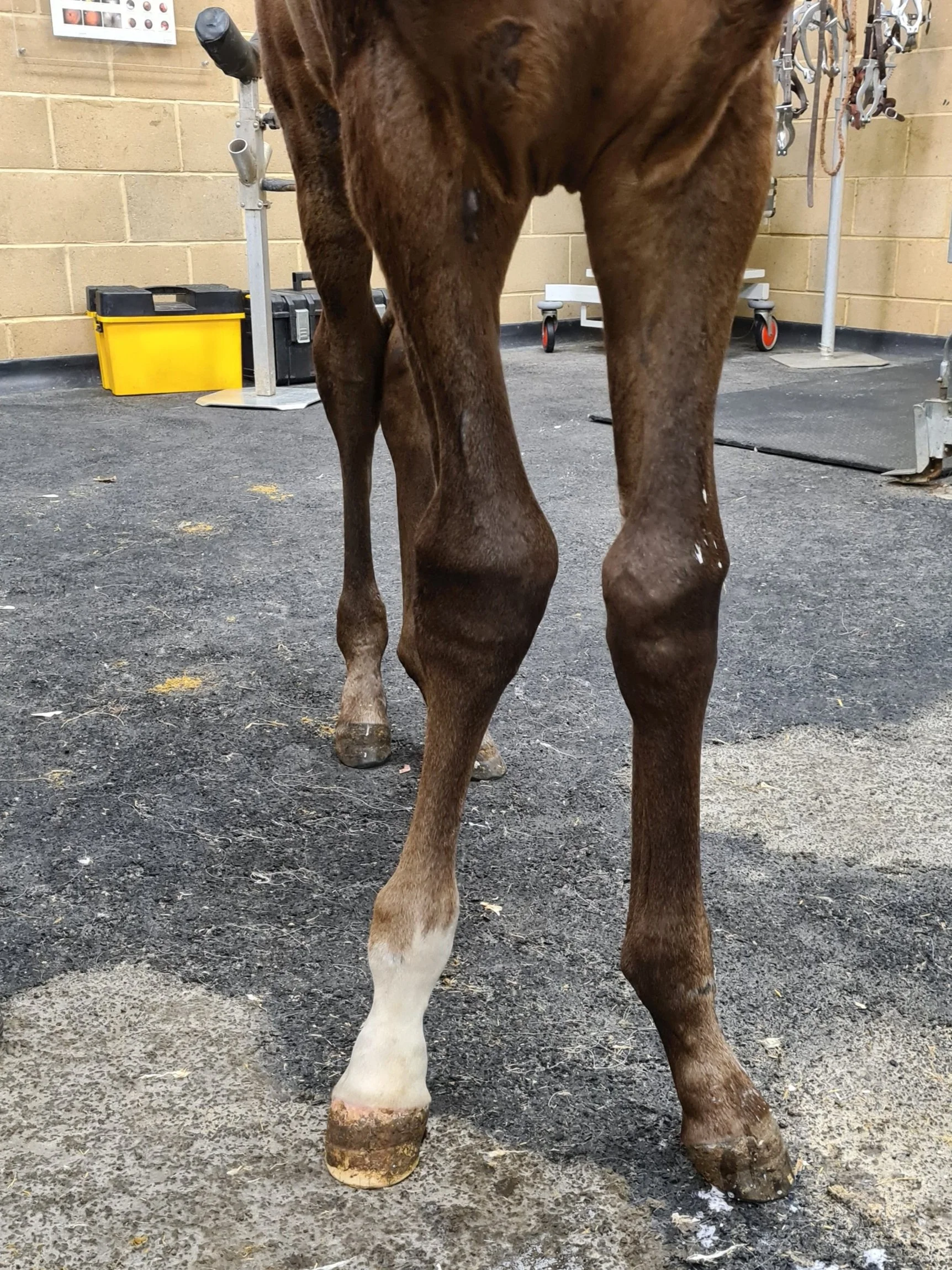 Transphyseal screw placement to correct carpal valgus in a Thoroughbred ...