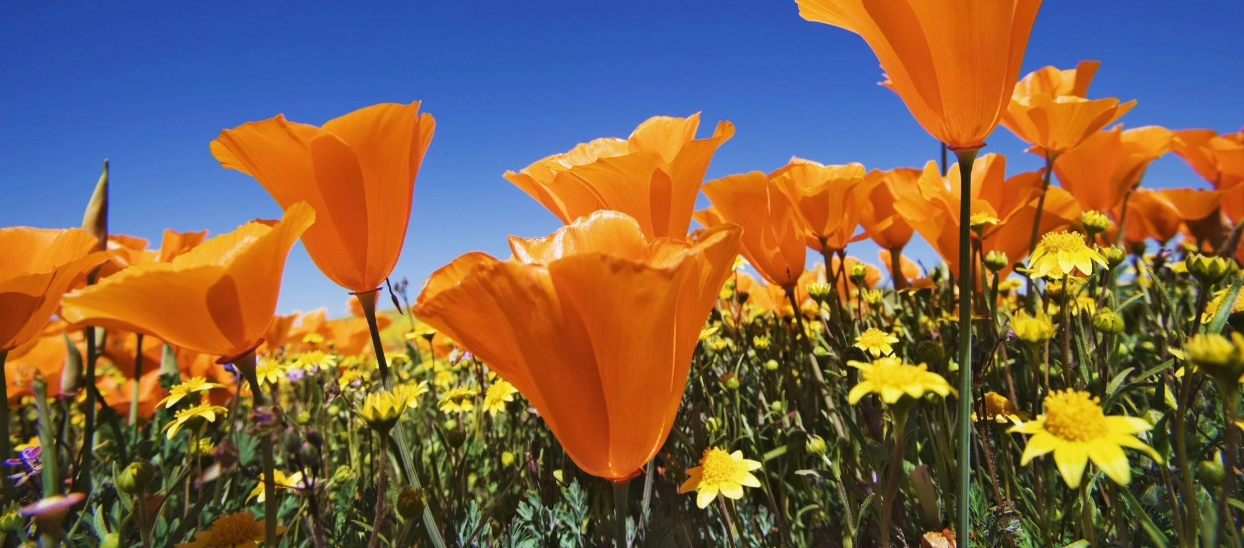 Roots Program — Clean Consulting