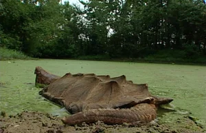 Cryptid Profile: Ogua — THE PINE BARRENS INSTITUTE