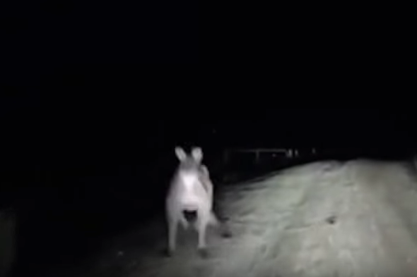 kangaroo — User Submitted Sightings — THE PINE BARRENS INSTITUTE