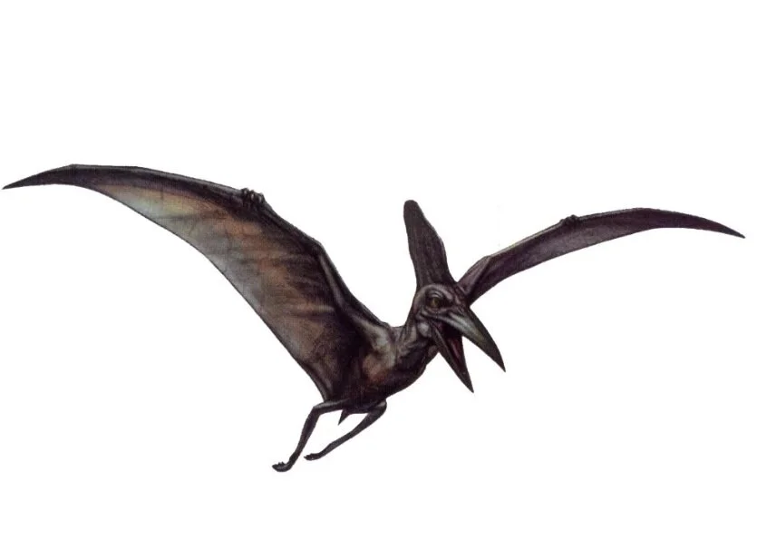 User Submitted Cryptid Sighting: Pterodactyl — THE PINE BARRENS INSTITUTE