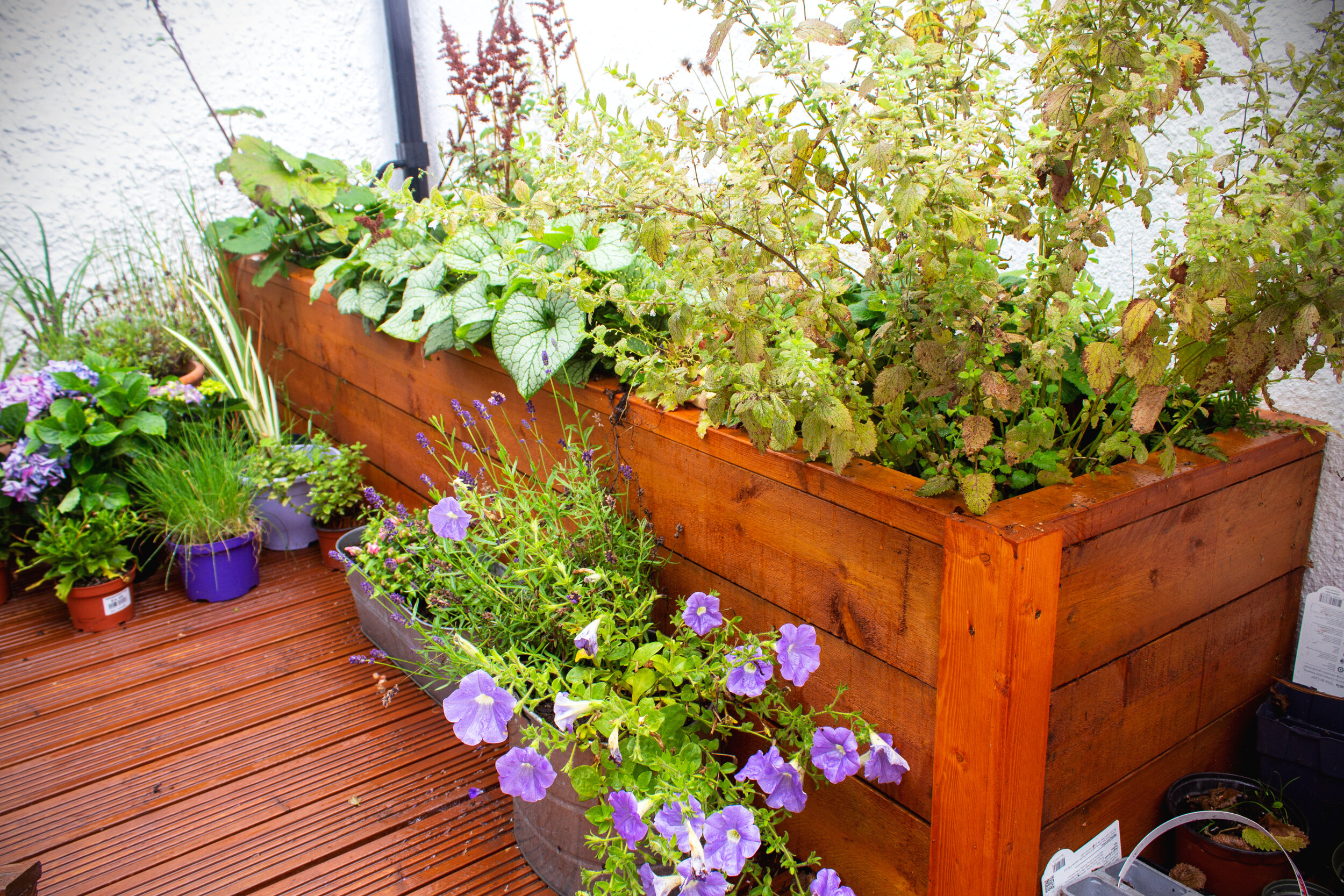 Rain Garden Project — Bí URBAN