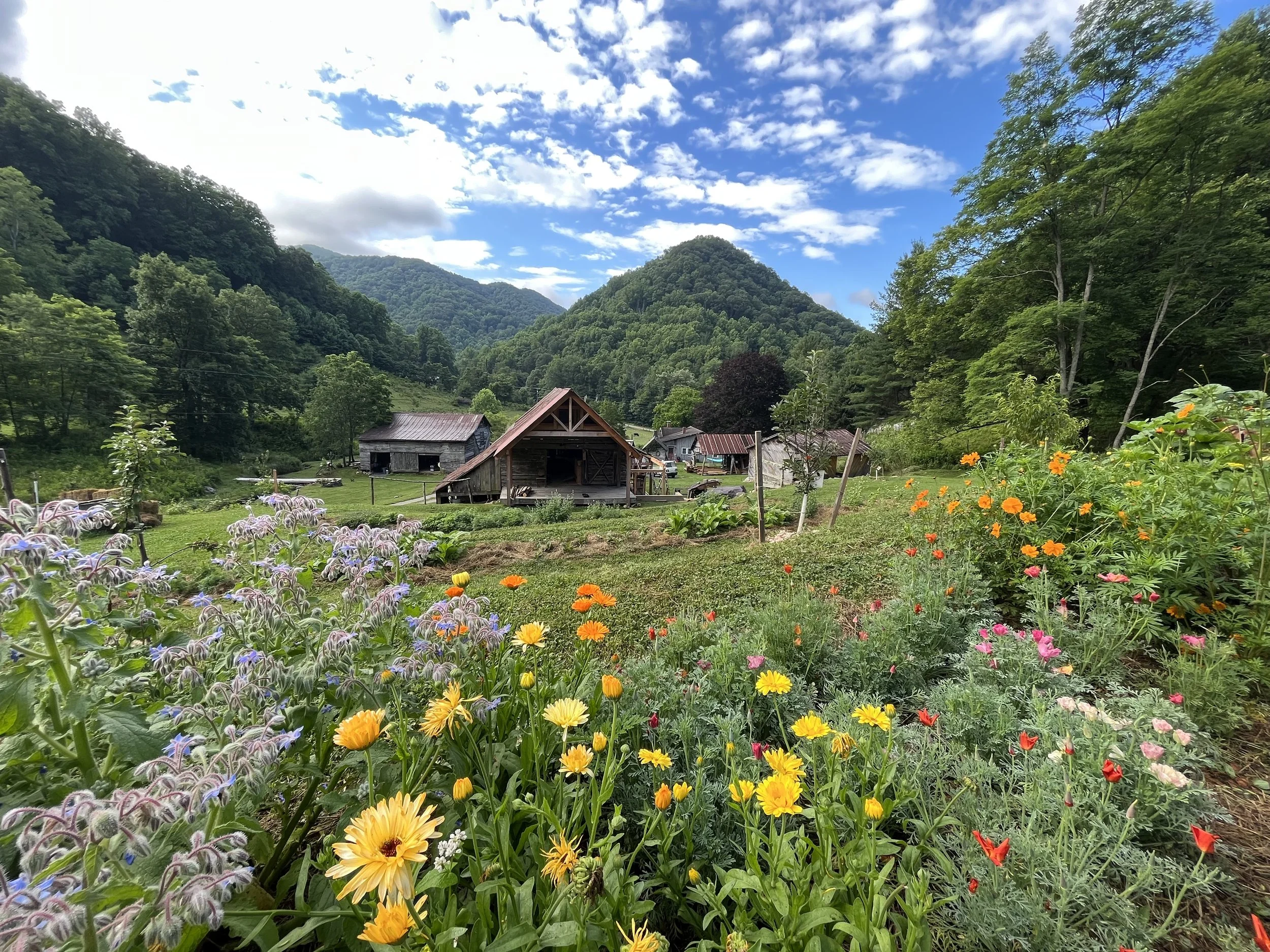 Rare Bird Farm