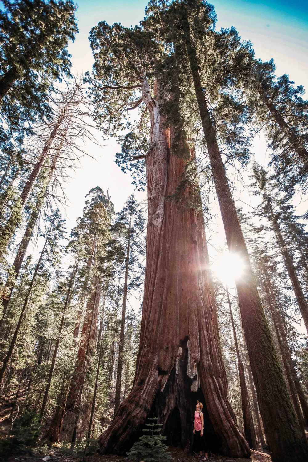 Kings Canyon and Sequoia National Parks — The Wanderpreneurs - A Full ...