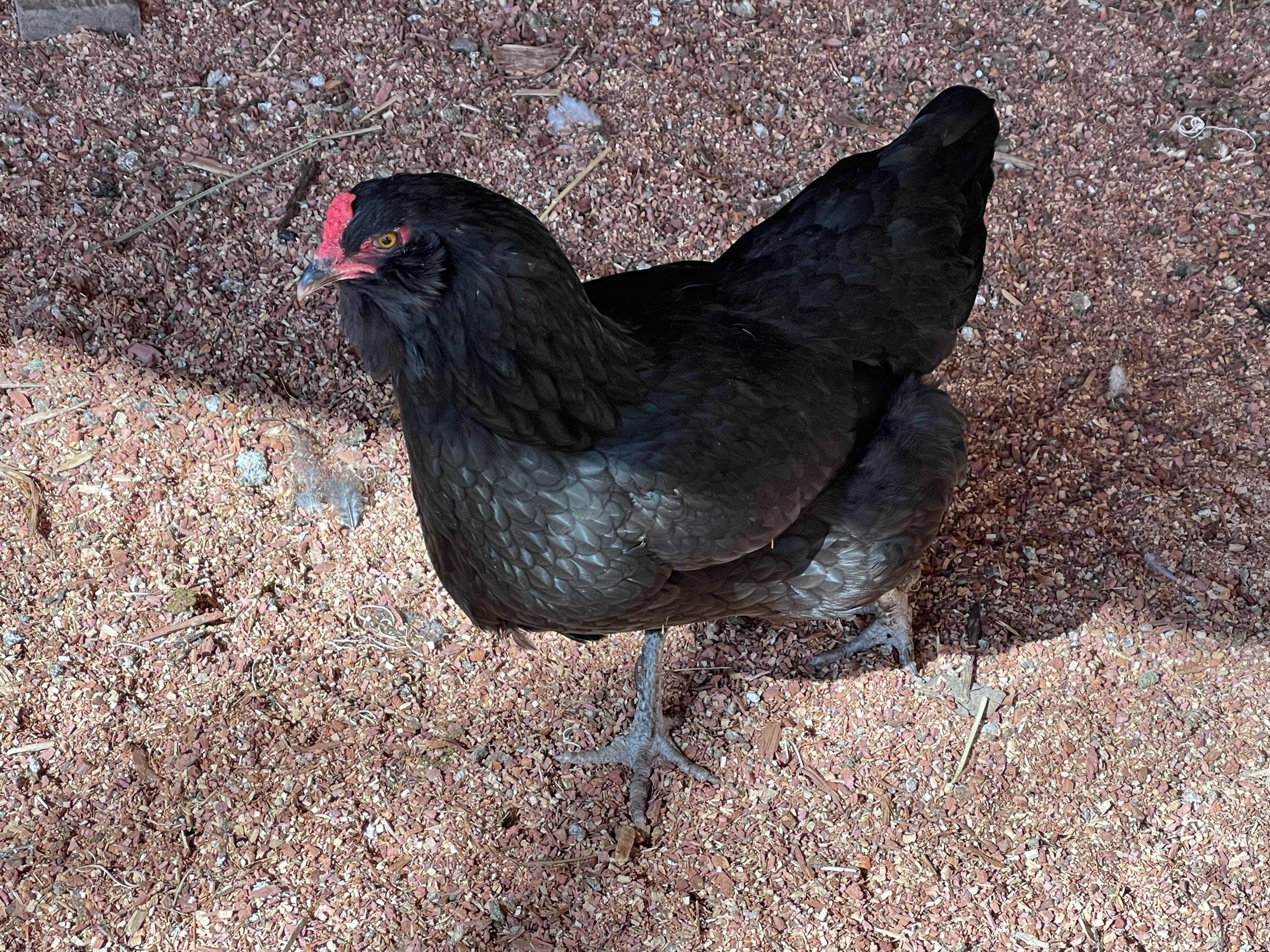 Black Easter Egger Hen