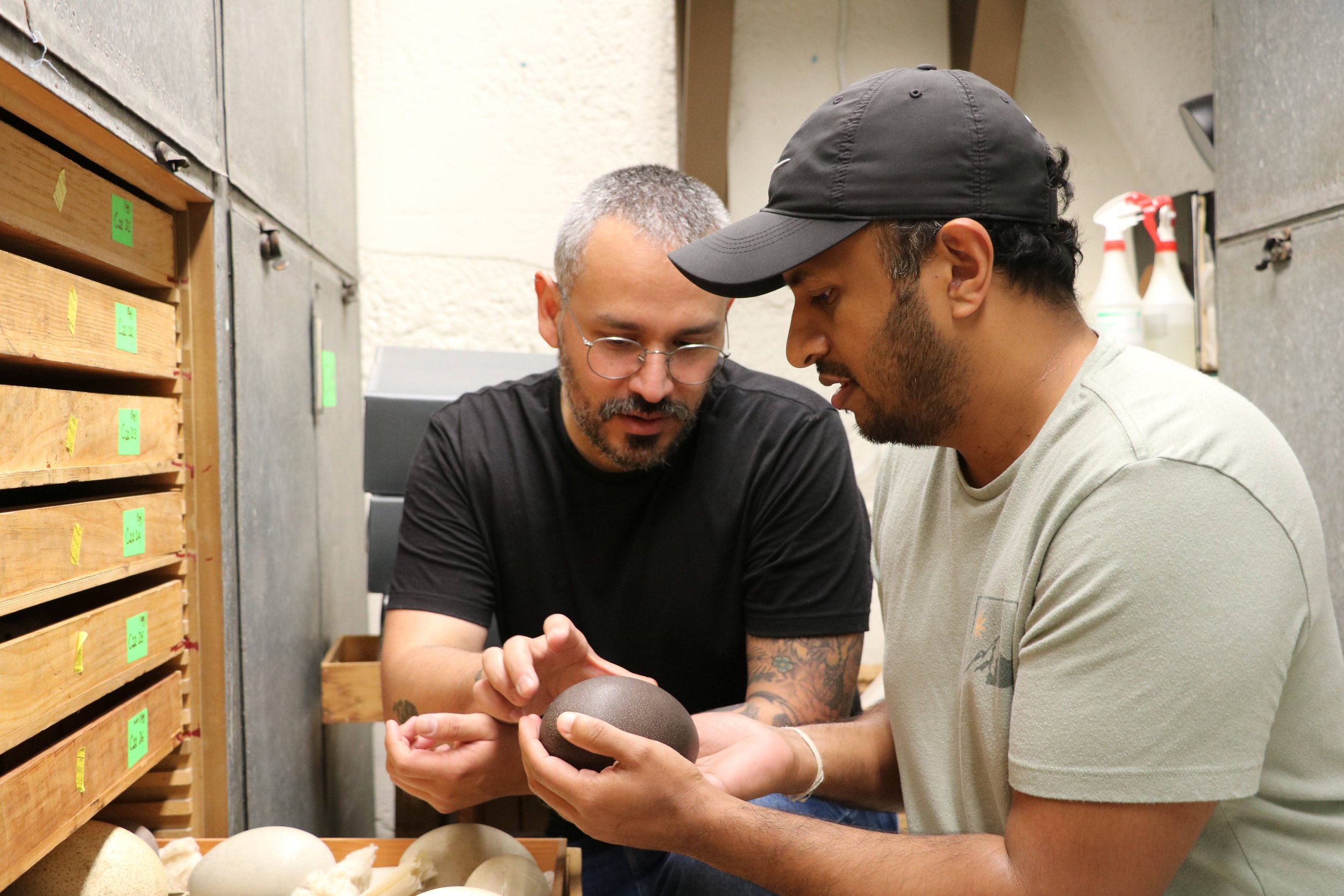 PRINCETON BIRD COLLECTION — The Stoddard Lab