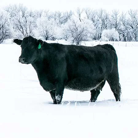 Nissen Angus