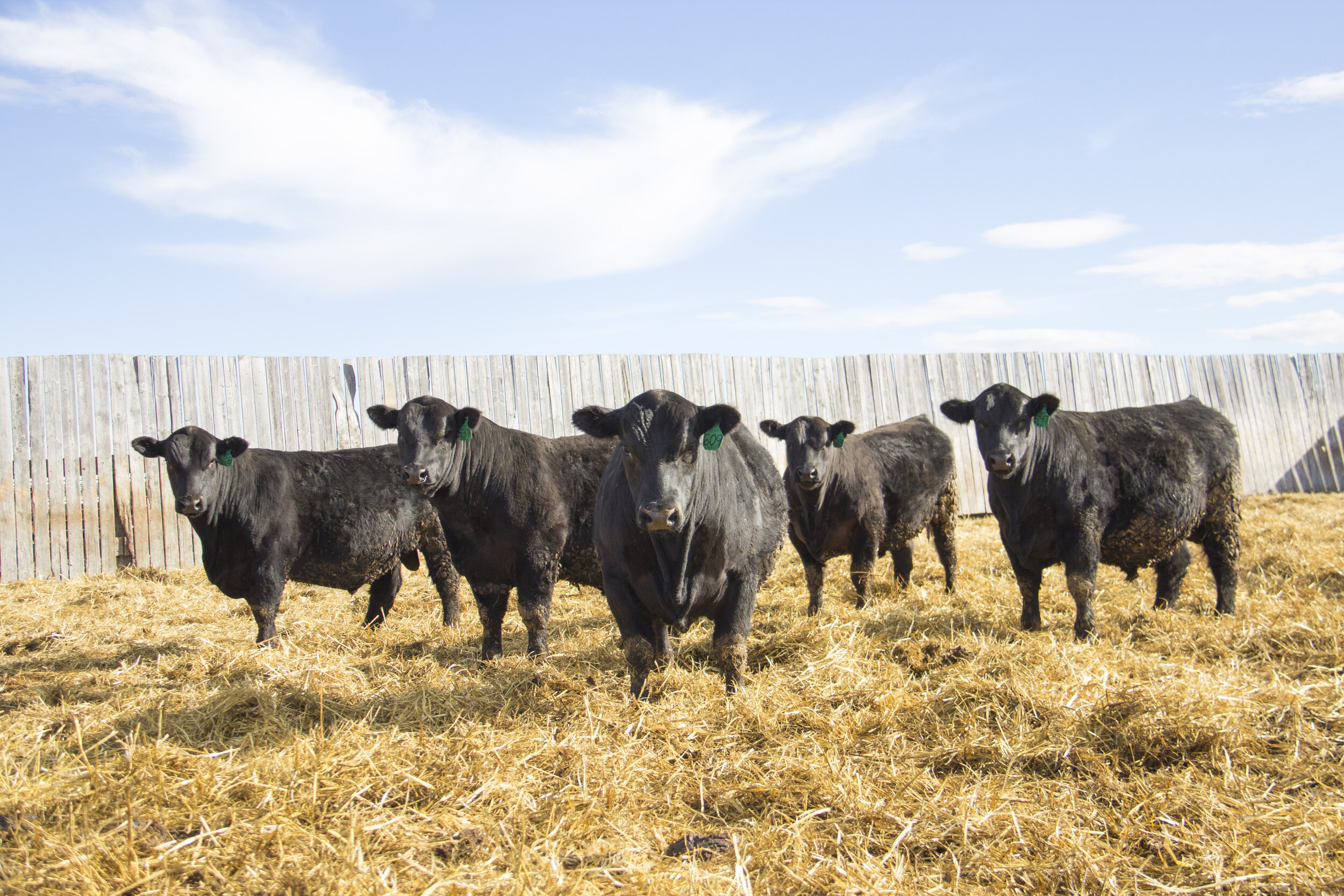Annual Sale — Nissen Angus