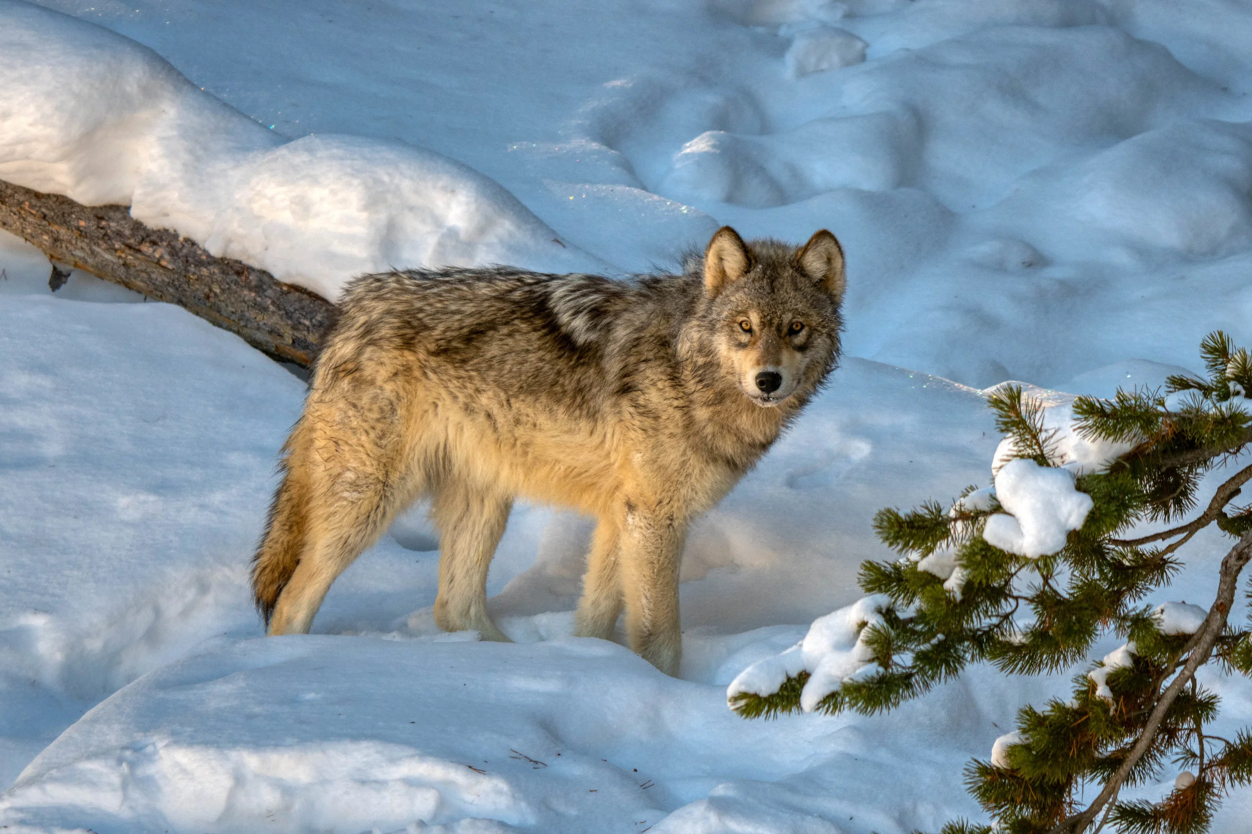 Wolves of Yellowstone — 406-640-0824