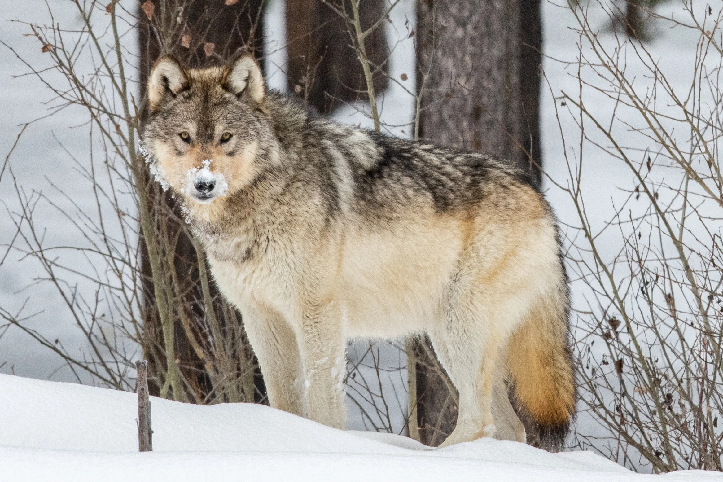 Wolves of Yellowstone — 406-640-0824