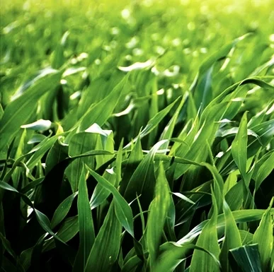 OUR SCIENCE — BIOLUMIC