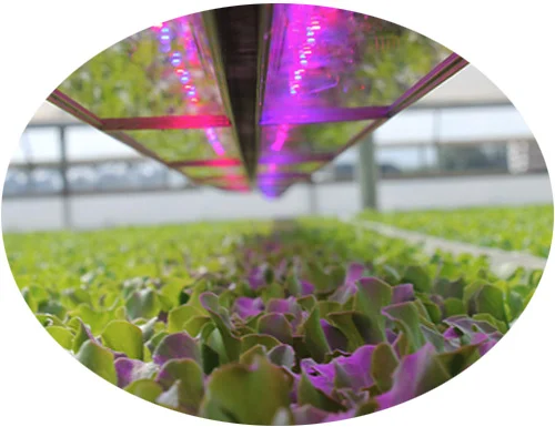 CHANGING HOW SEEDLINGS GROW — BIOLUMIC