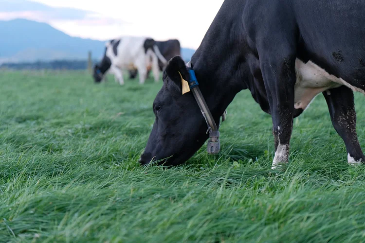 Fonterra and BioLumic Partner to Bring Light-Activated Seed Traits to ...