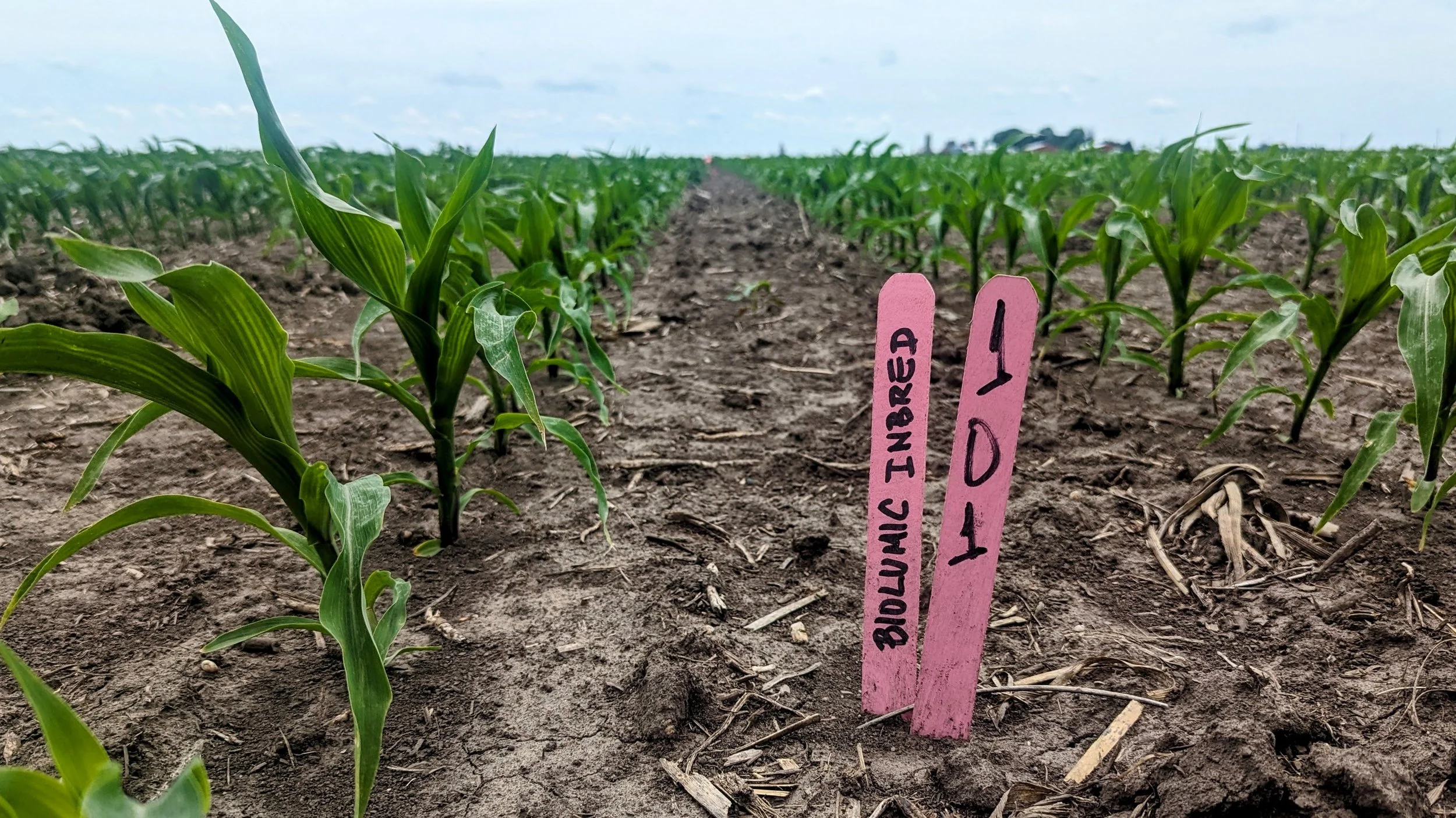 BioLumic sheds light on its UV tech as it partners with seed majors ...