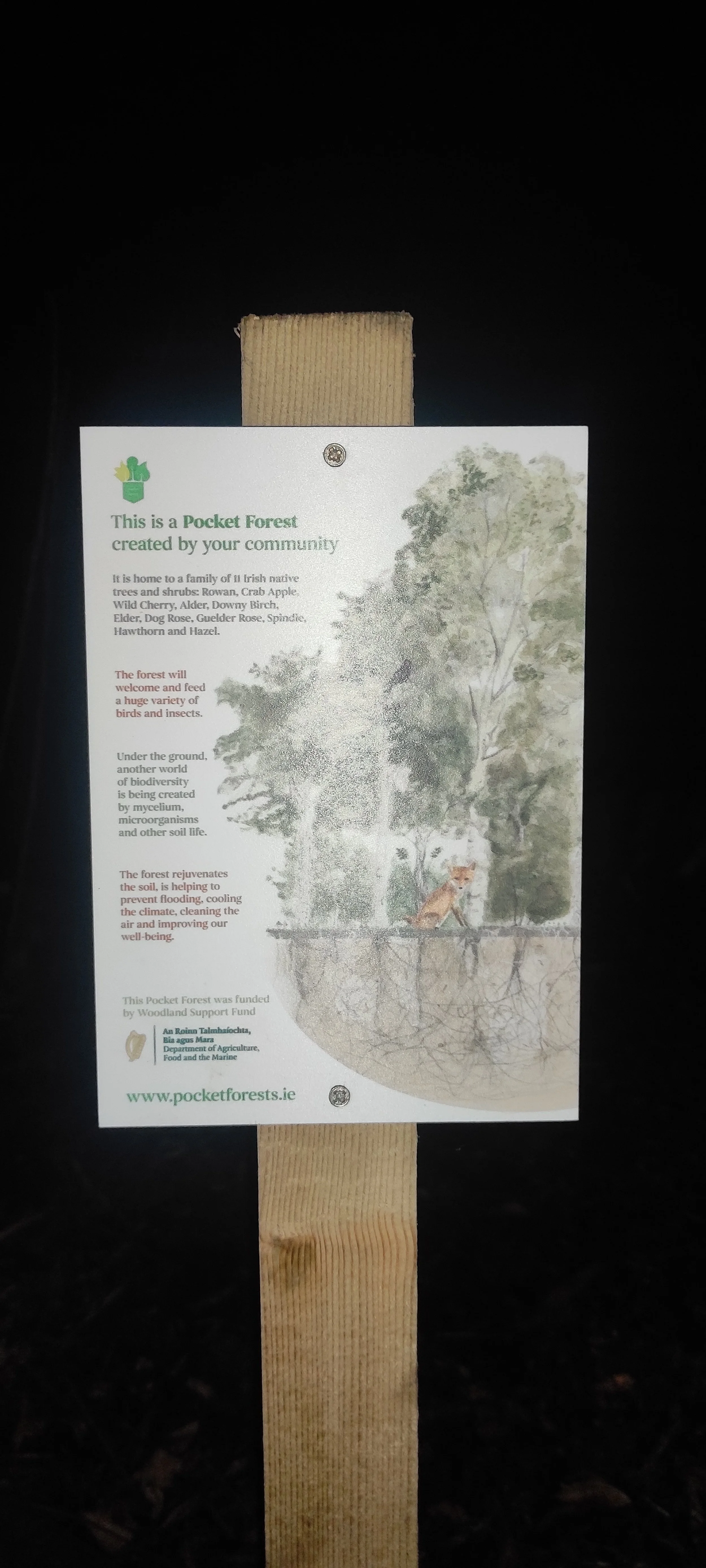 Illustration work for Pocket Forests — Enagh Farrell