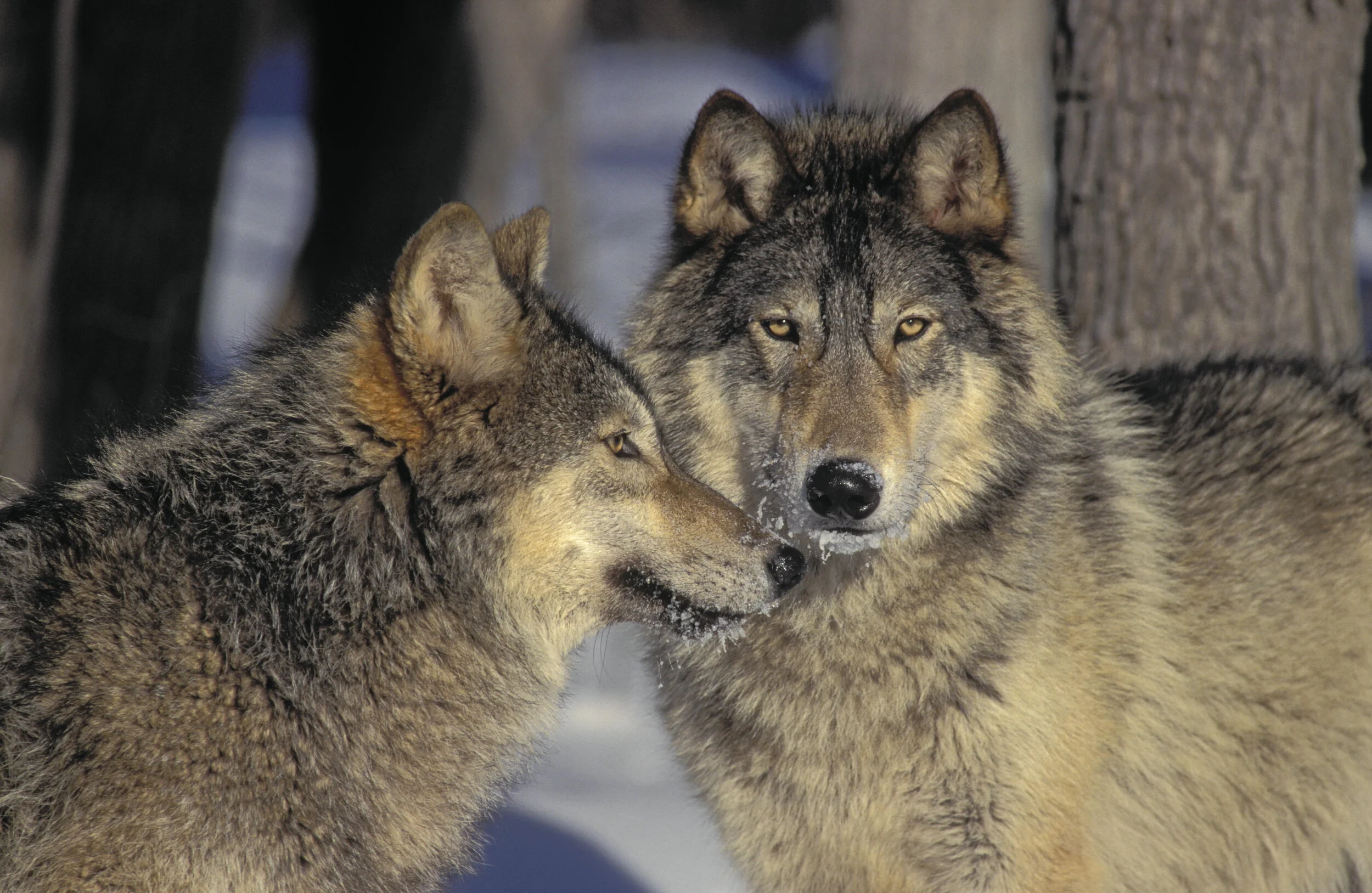 What is Rewilding ? — Project Rewild