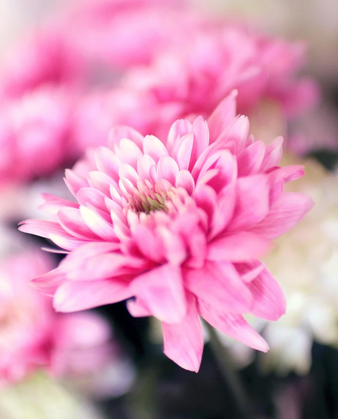 Flowers — Legacy Flowers