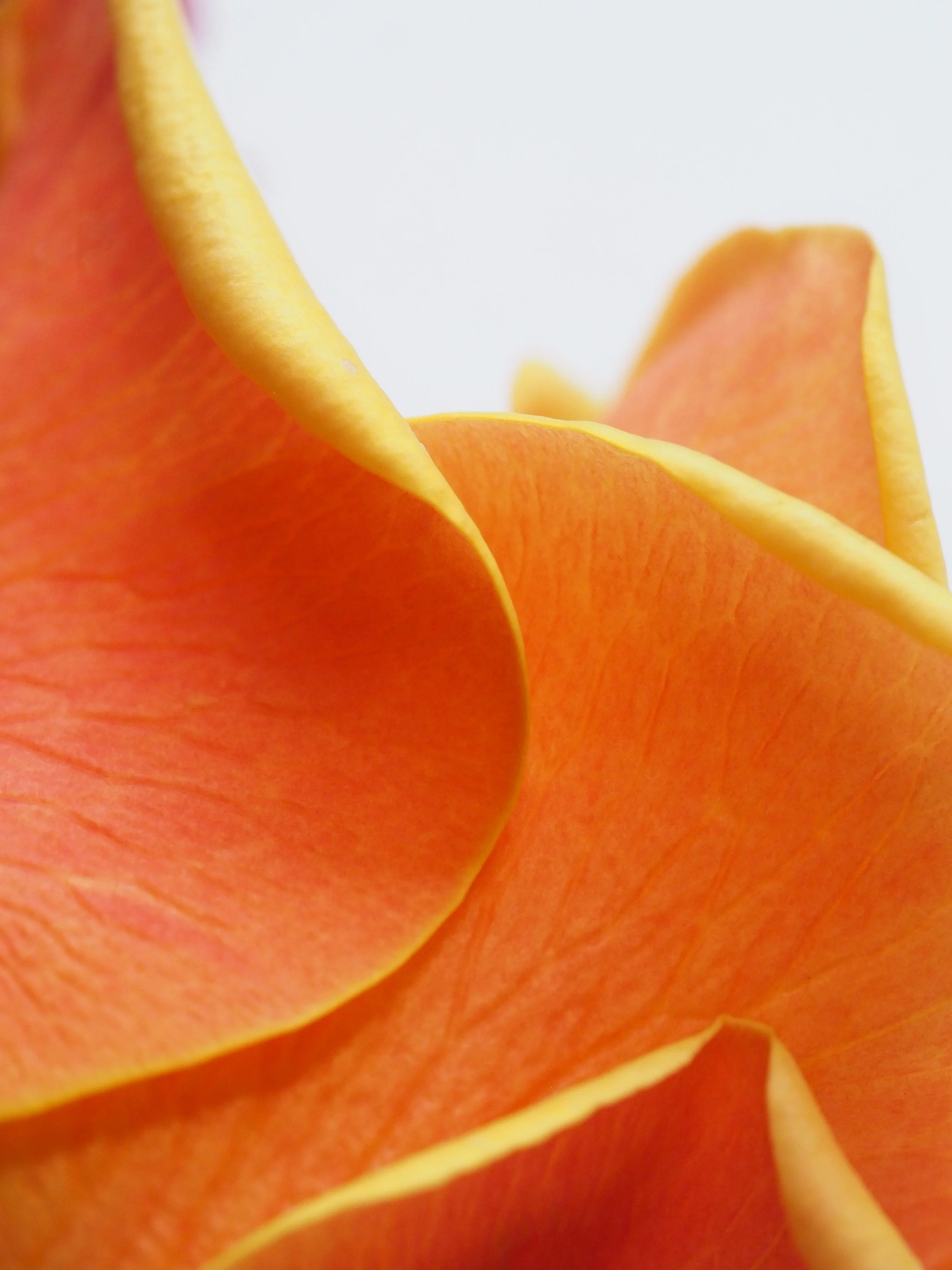 Legacy Flowers