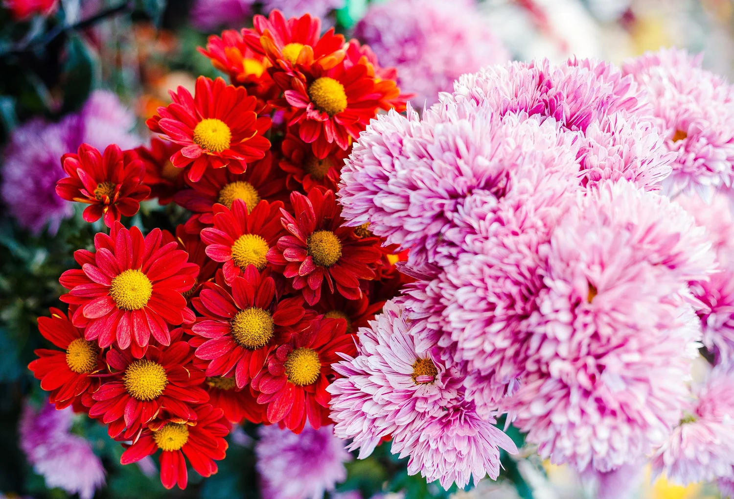 Legacy Flowers