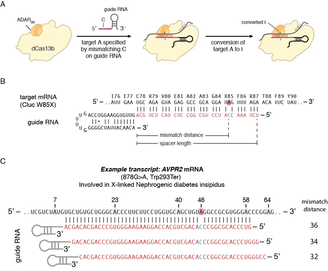 Cas13 — Zhang Lab