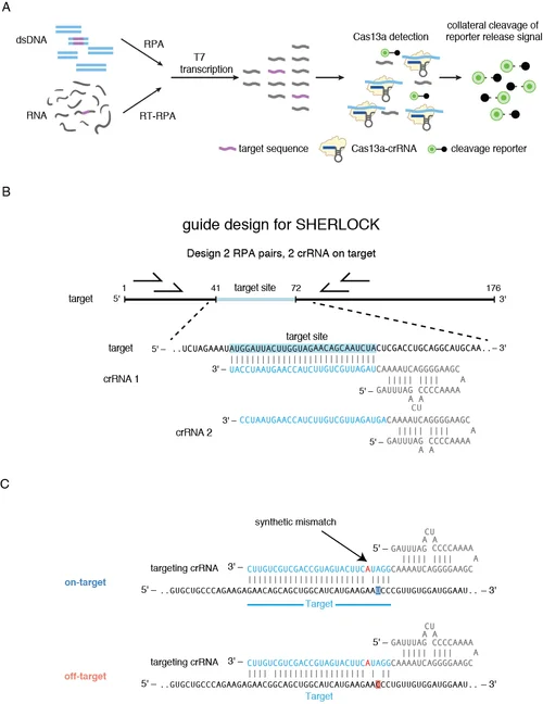 Cas13 — Zhang Lab