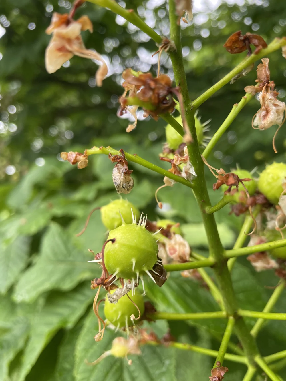 What Conker Trees Look Like — Peckham Conker Club
