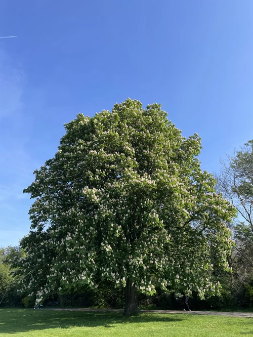 What Conker Trees Look Like — Peckham Conker Club