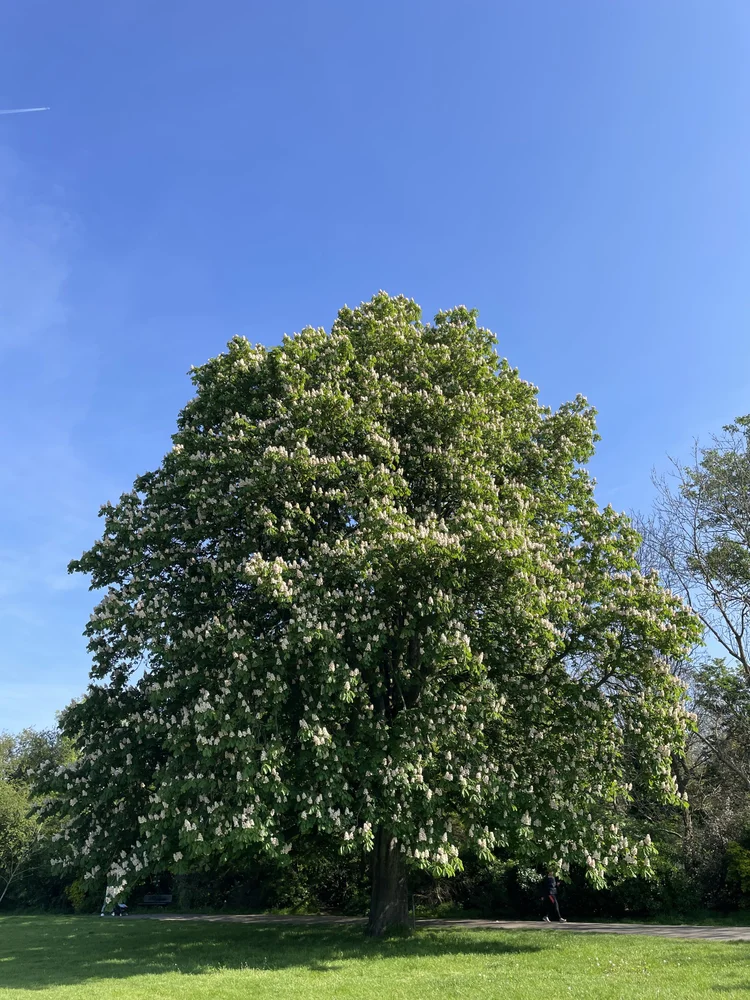What Conker Trees Look Like — Peckham Conker Club