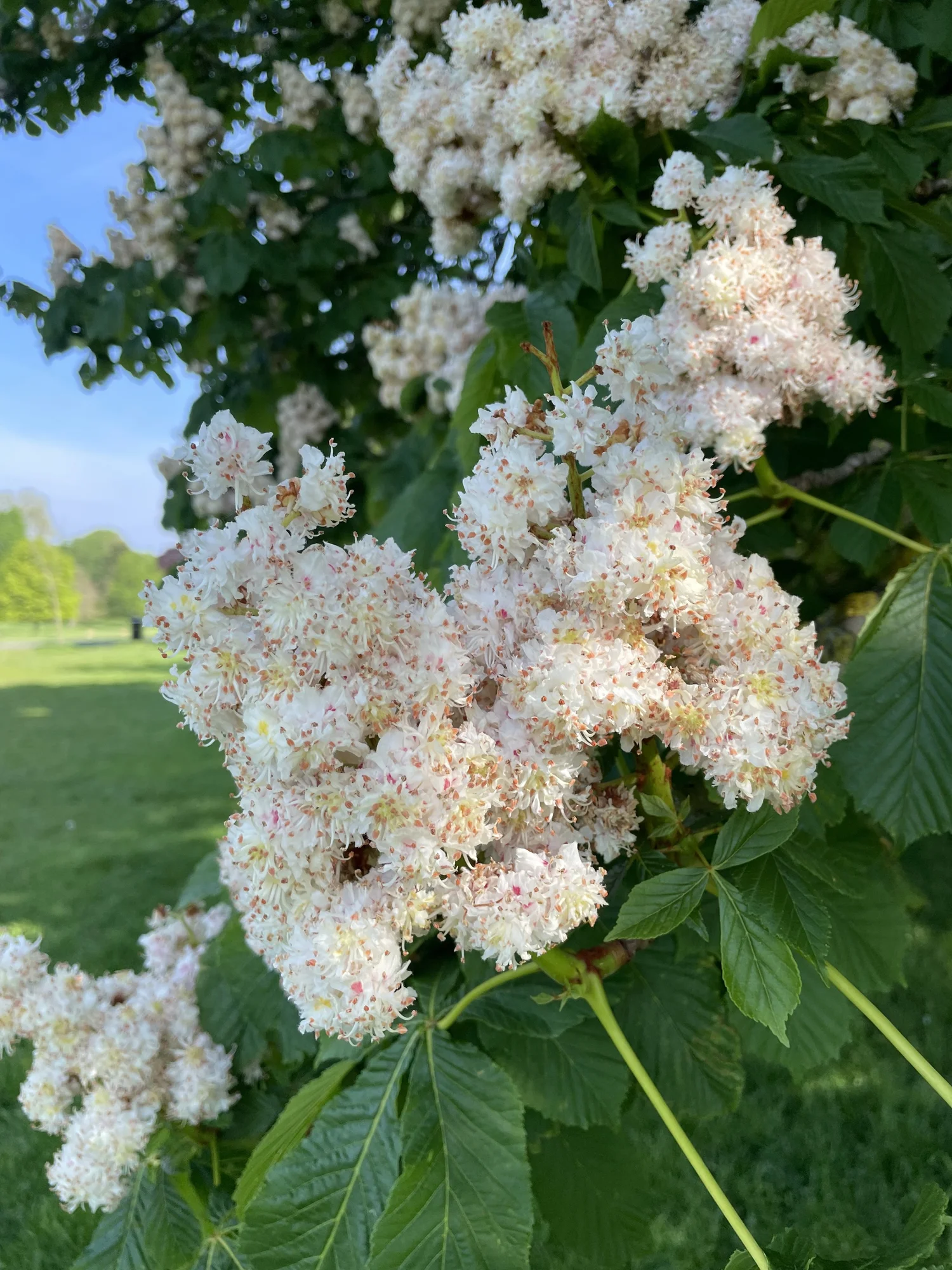 What Conker Trees Look Like — Peckham Conker Club