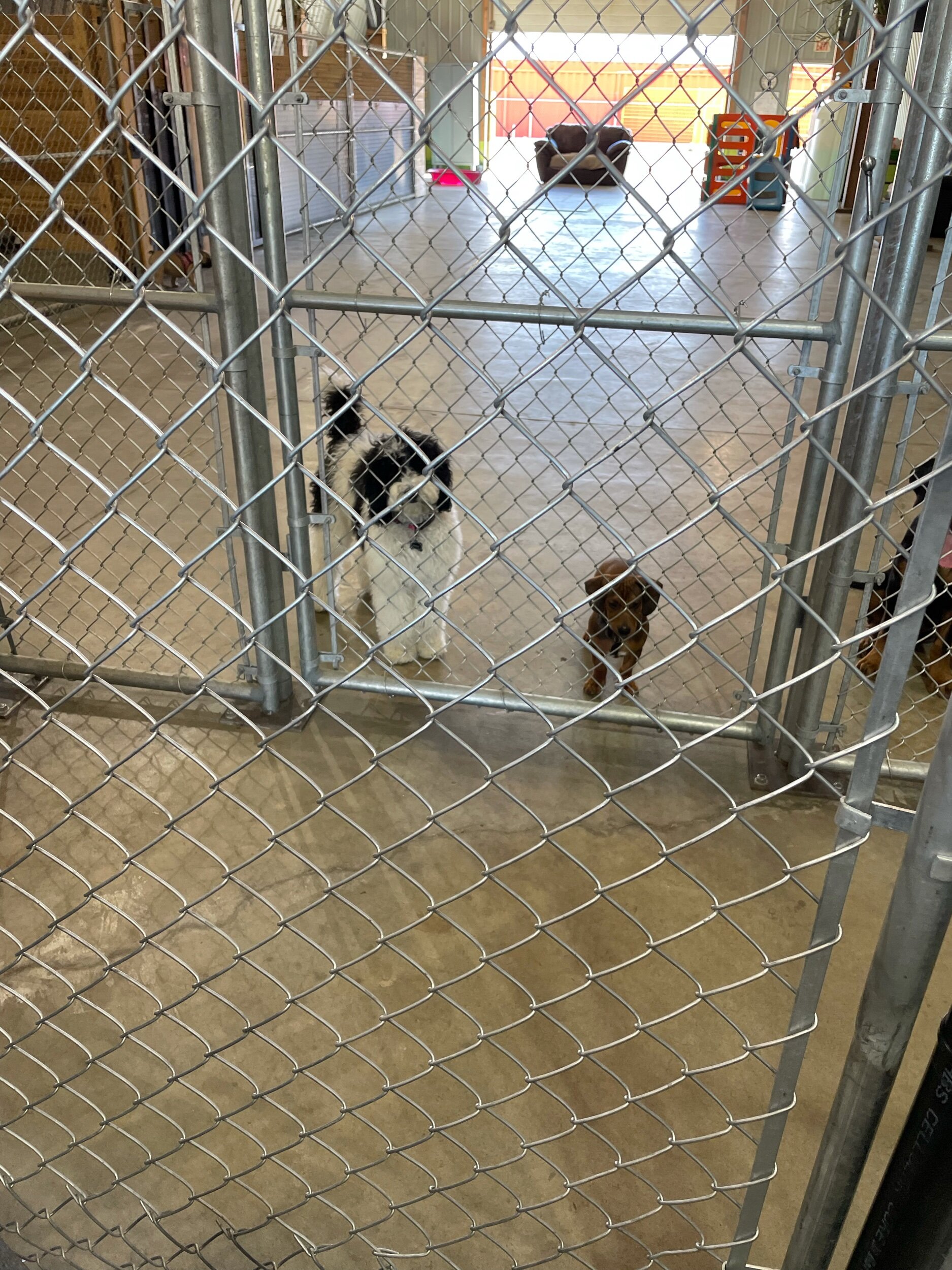 Christine's Critter Care