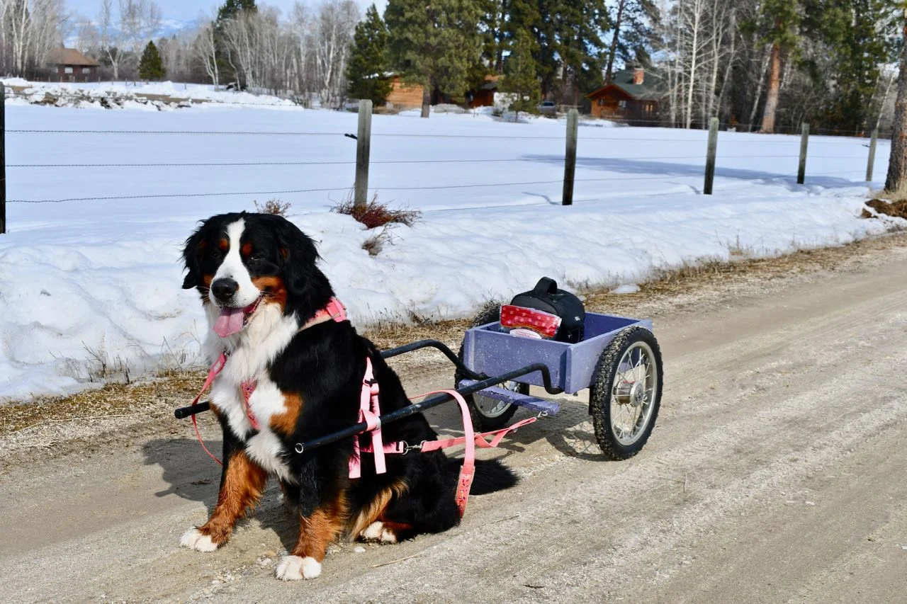 Draft Training Update — Kaibab Bernese Mountain Dogs