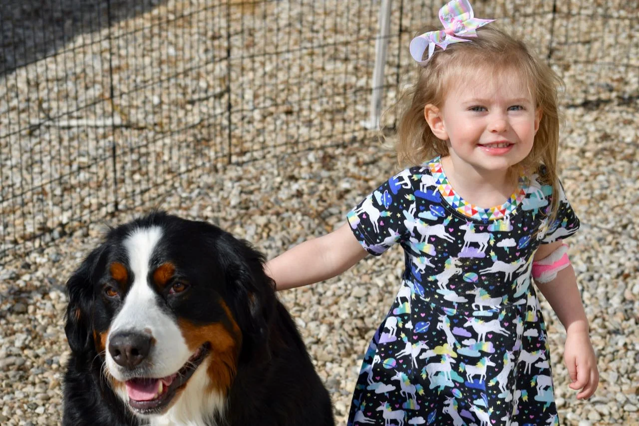 The Science and Art of Breeding Dogs Well — Kaibab Bernese Mountain Dogs