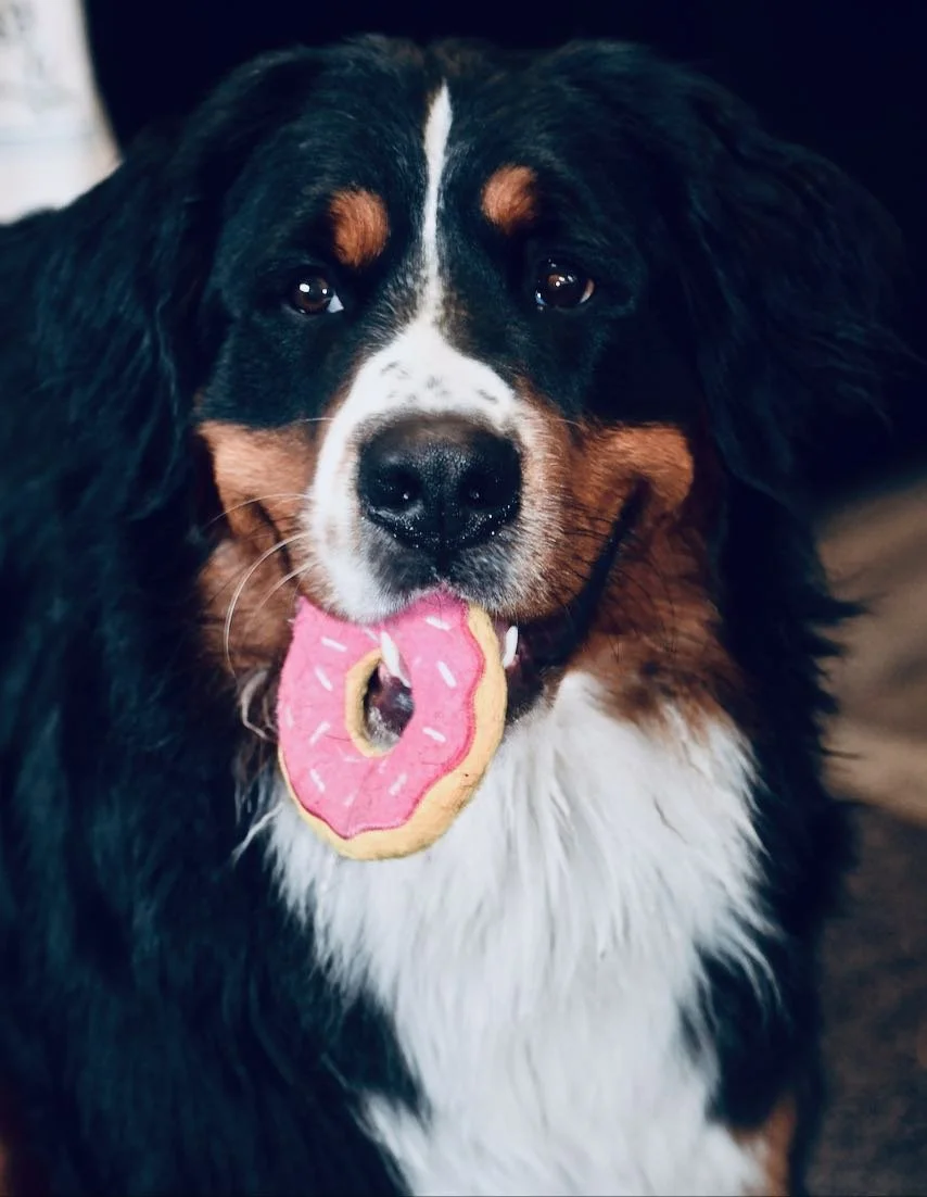 Pozy Clarkia — Kaibab Bernese Mountain Dogs