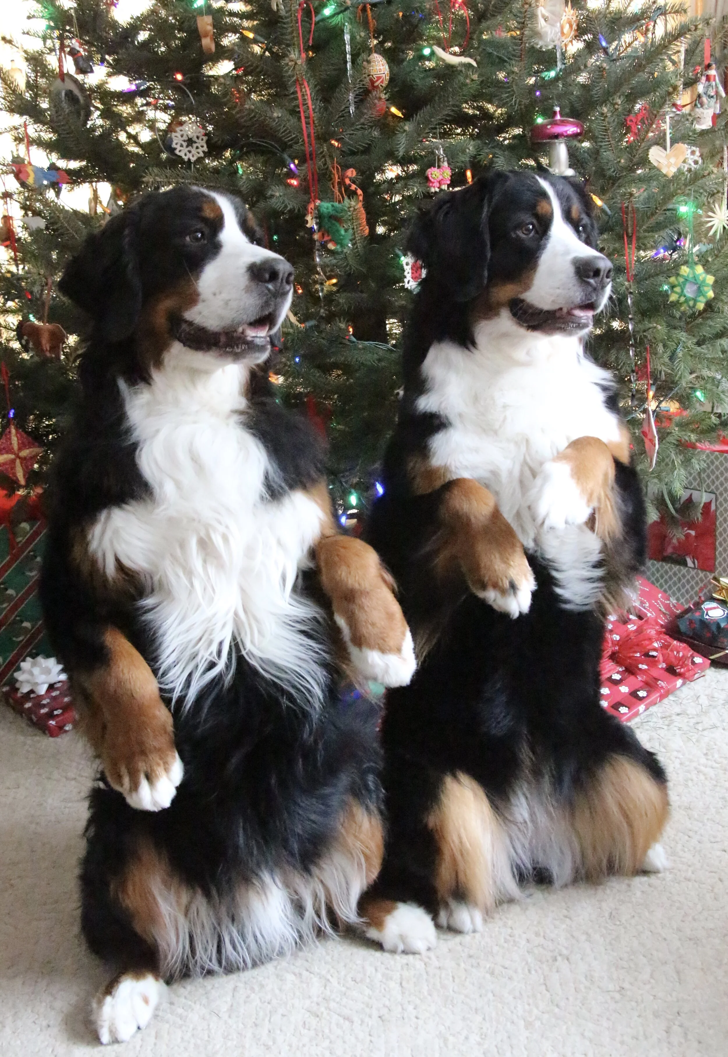 Monday Round-Up — Kaibab Bernese Mountain Dogs