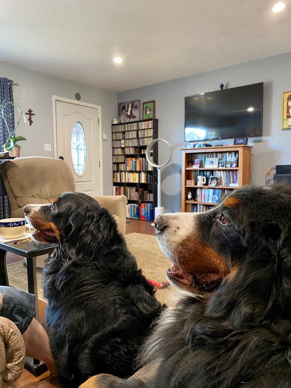 The Daily Q: From California — Kaibab Bernese Mountain Dogs