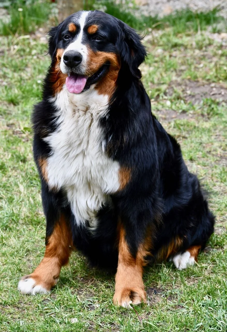 Large and Holding Steady — Kaibab Bernese Mountain Dogs